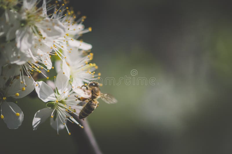 Bee Flying Around Flowers in Spring Time, Copy Space Stock Photo ...