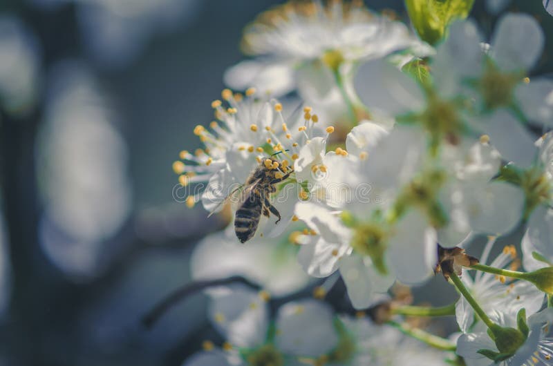 Bee Flying Around Flowers in Spring Time Stock Image - Image of field ...