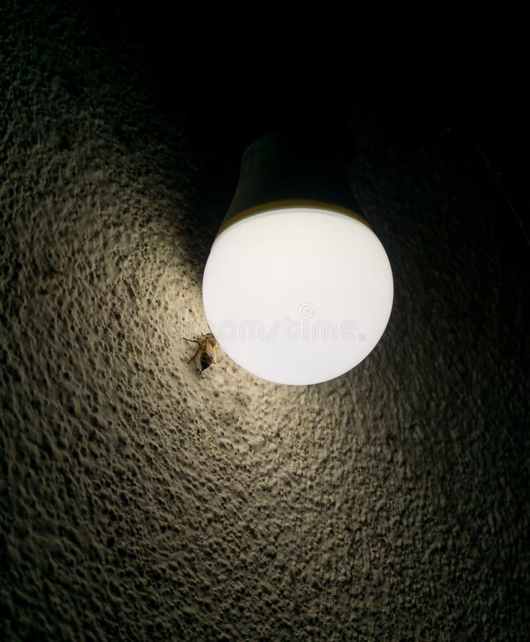 Bee Flying Around a Light Bulb Stock Photo - Image of animals, contrast ...