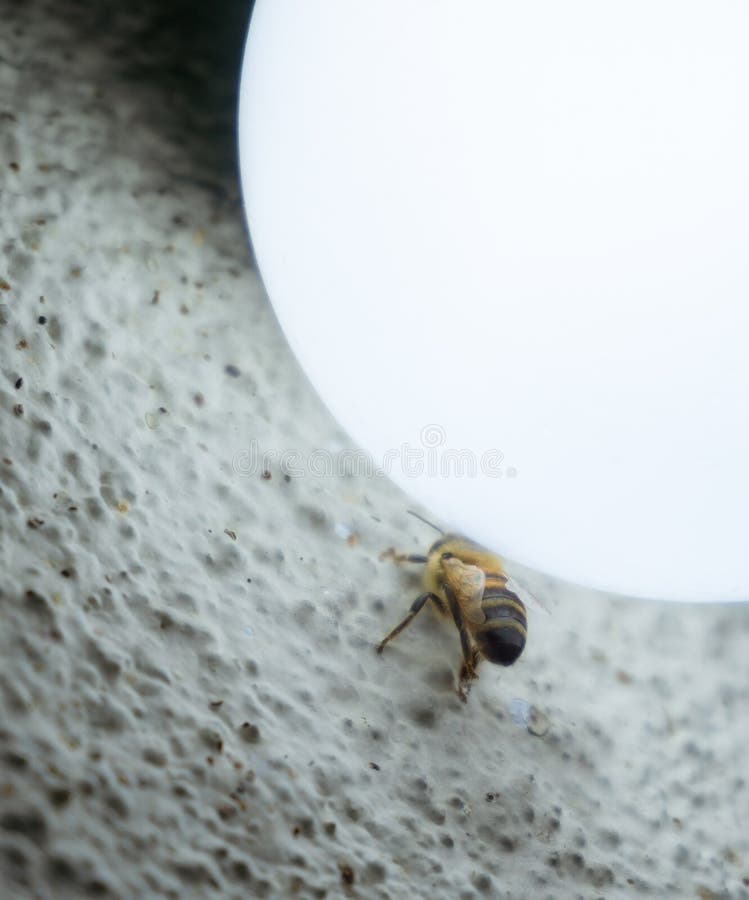 Bee Flying Around a Light Bulb Stock Photo - Image of animals, contrast ...