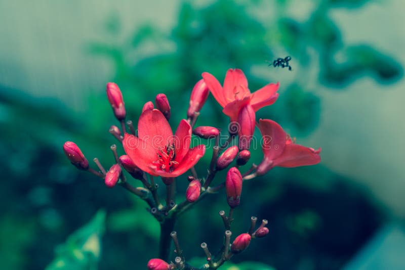 Red Flower and bee stock image. Image of flowers, flying - 125537773