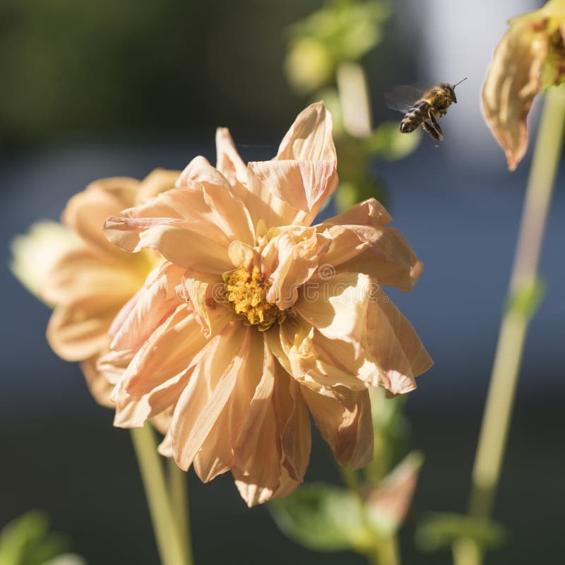 A Bee Flying Away from a Dull Flower of Dahlia Stock Image - Image of ...