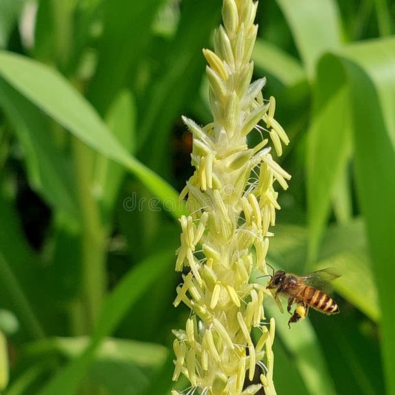 Bee flying on corn flower stock photo. Image of flower - 373536688