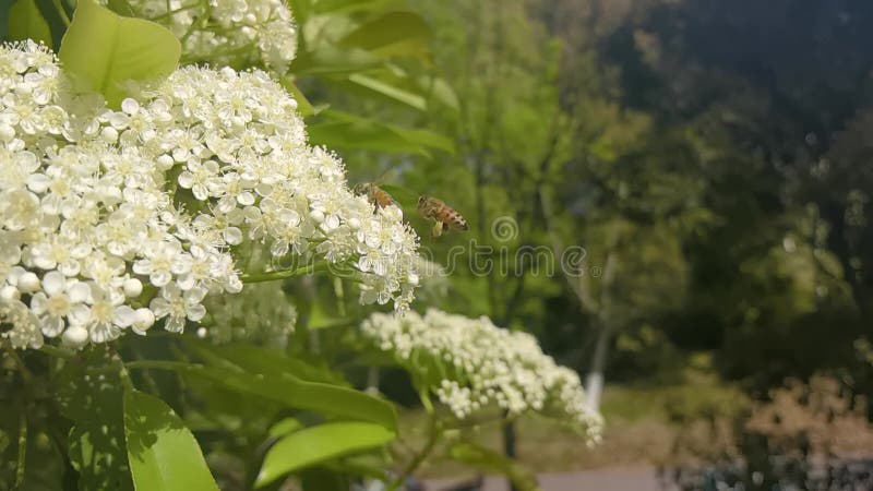 Bee Flying Cross the White Flower Cluster Stock Video - Video of ...