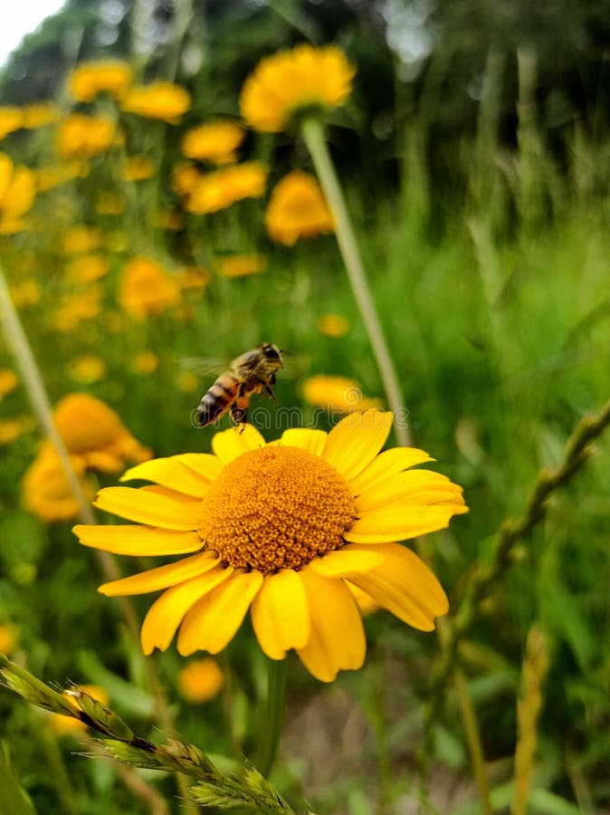 The bee flying stock image. Image of pollen, invertebrate - 273907599