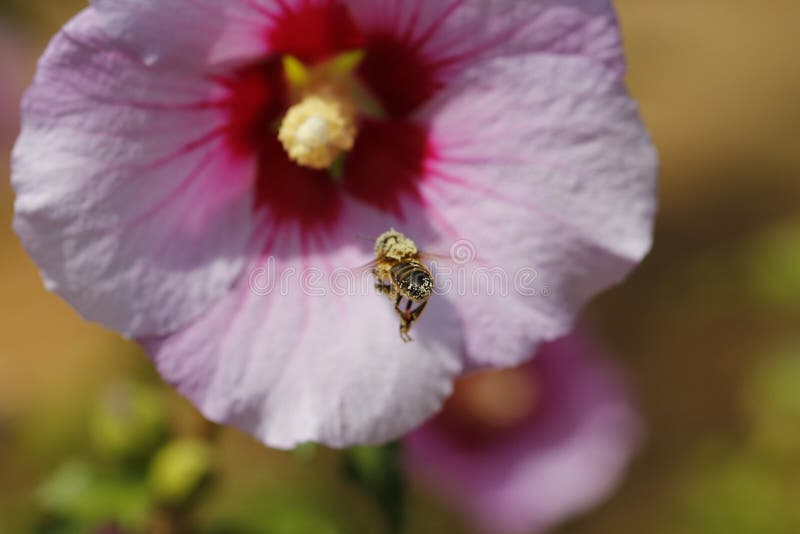 Bee Flying in Front of a Flower Stock Photo - Image of closeup, petal ...