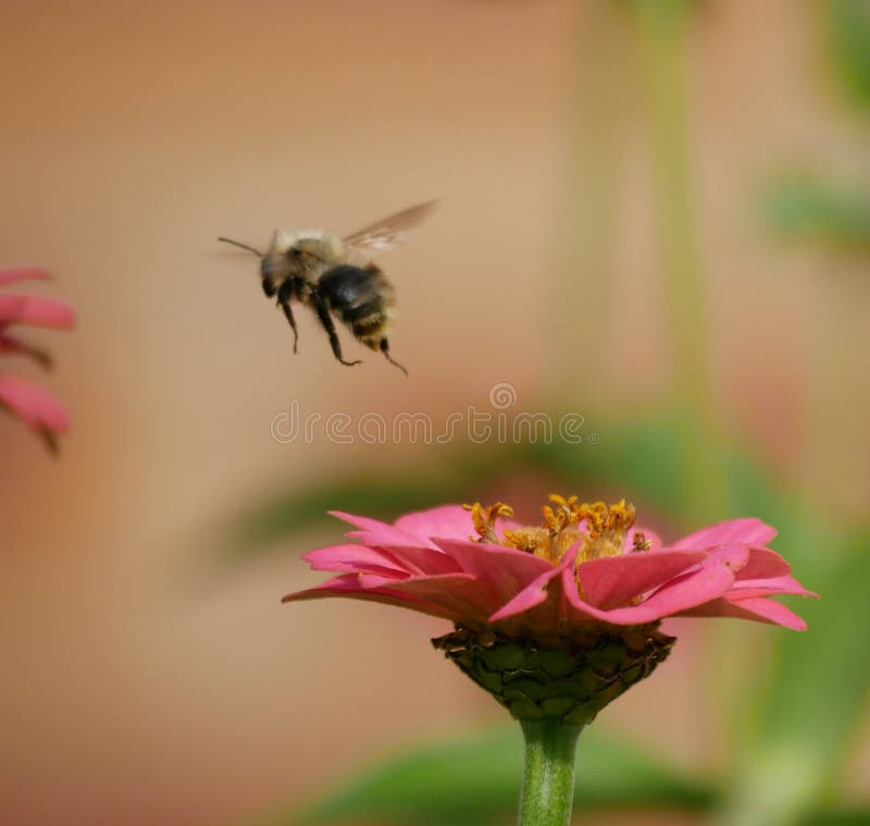 Bee stock photo. Image of meadow, insect, petal, nectar - 76917422