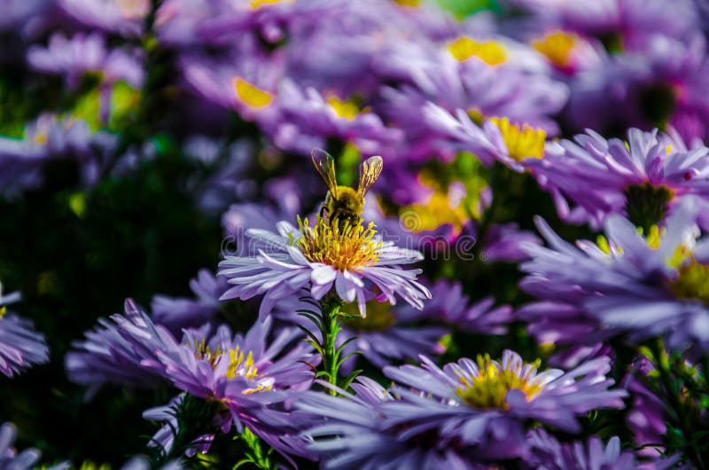 Bee Flying Over Colorful Flower Field Stock Image - Image of freedom ...