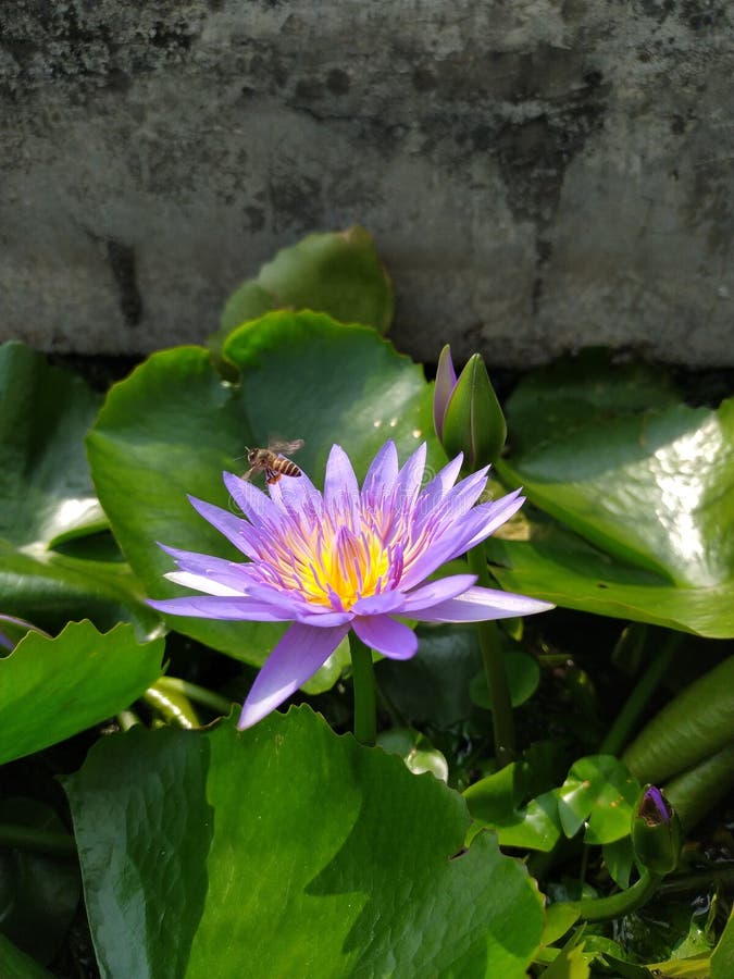 The Bee Flying Over the Purple Lotus View Stock Photo - Image of lotus ...
