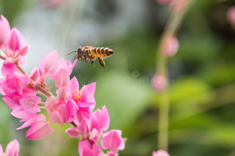 A Bee Flying To the Beautiful Flower Stock Photo - Image of flying ...