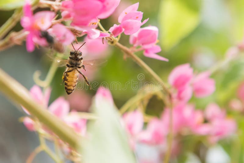 A Bee Flying To the Beautiful Flower Stock Photo - Image of honey ...