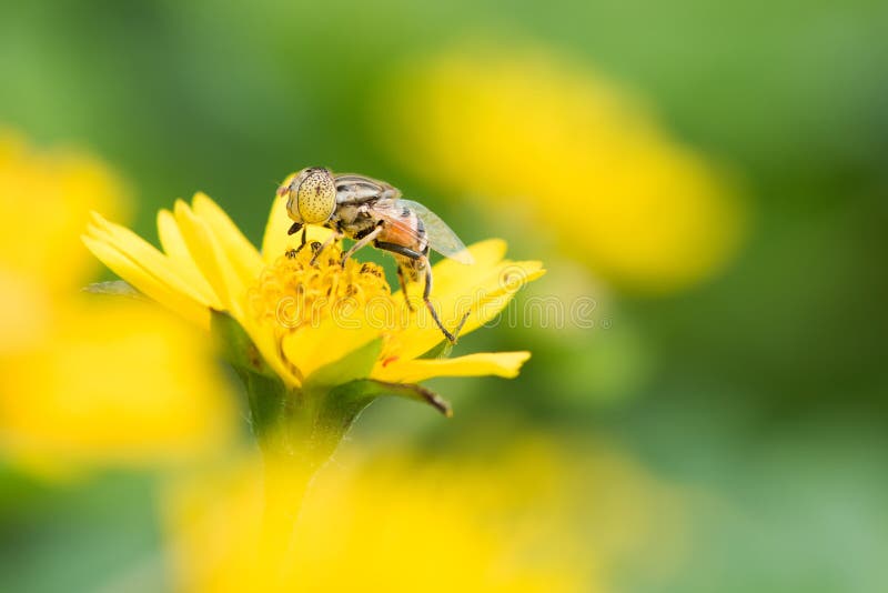 A Bee Flying To the Beautiful Flower Stock Image - Image of flower ...