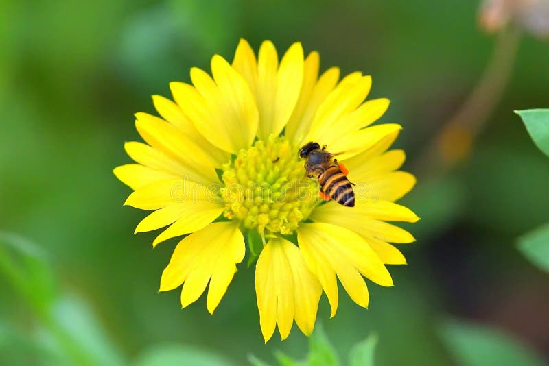 A Bee Flying To the Beautiful Flower Stock Photo - Image of black ...