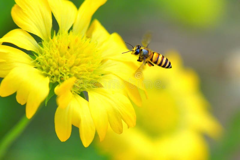 A Bee Flying To the Beautiful Flower Stock Photo - Image of honeybee ...