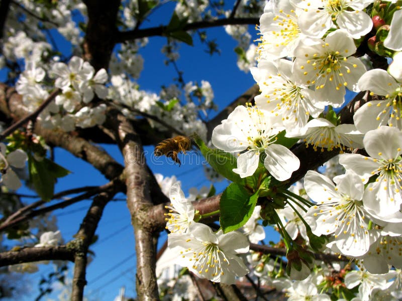 Spring Time Bees with Flowers Stock Image - Image of blossom, cherry ...