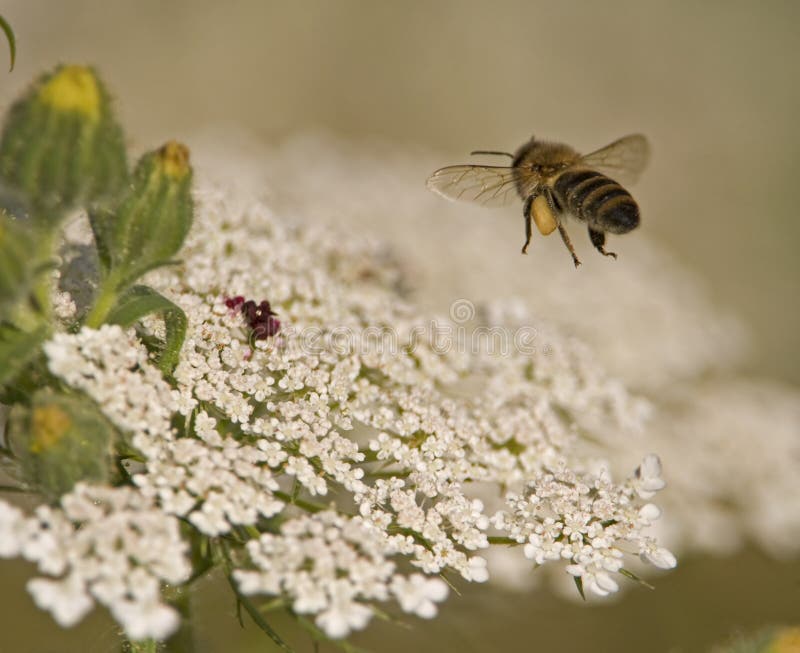Bee flying to a flower stock image. Image of flower, collecting - 10357331