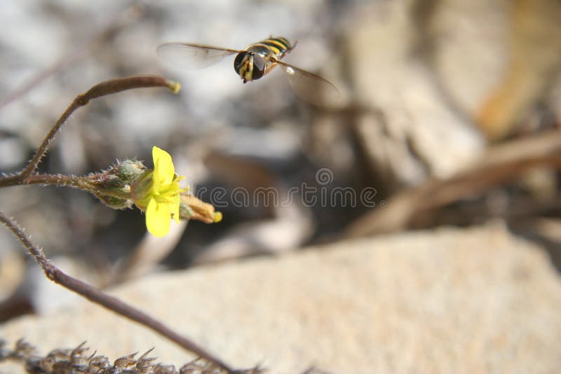 Bee flying to flower stock photo. Image of plant, spring - 3652474
