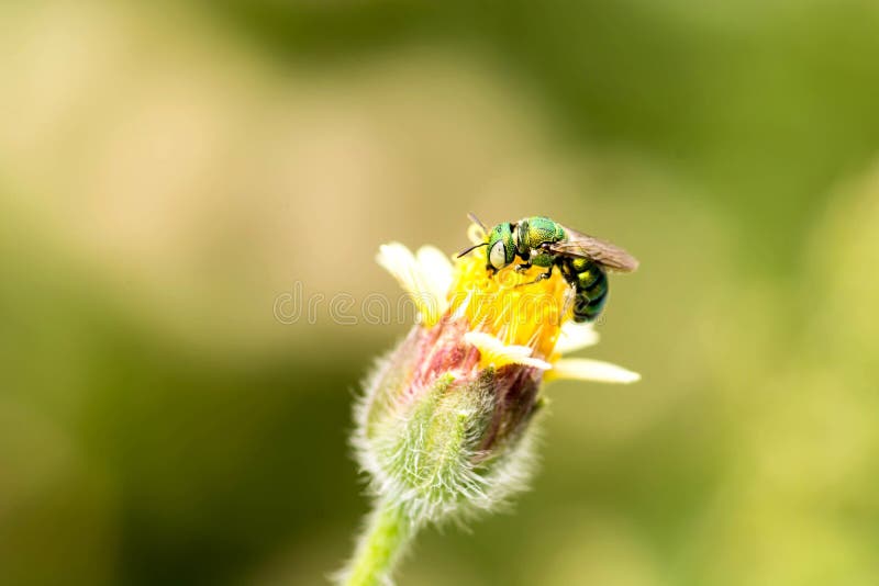 Bee flying to the flower stock image. Image of white - 58012407