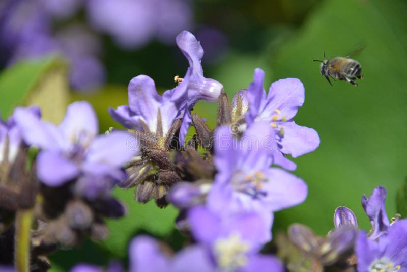 Bee flying to a flower stock image. Image of close, view - 141586671