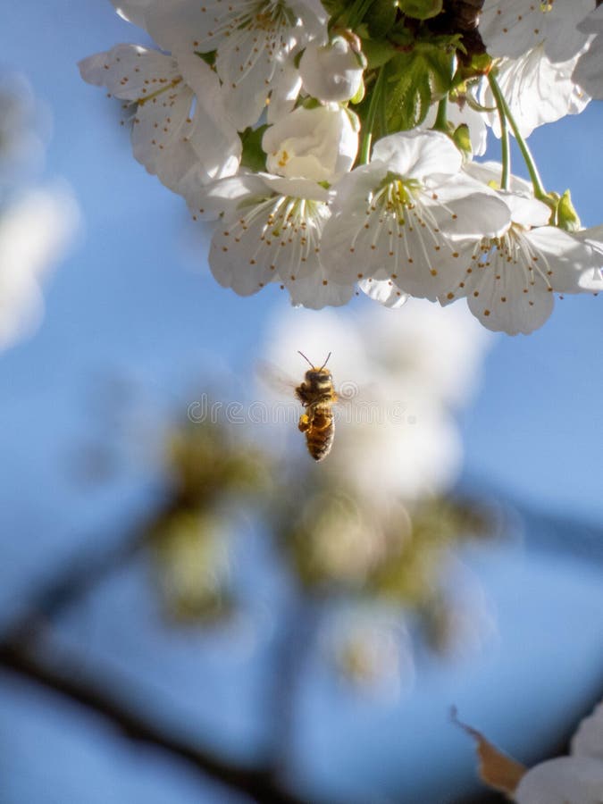 Bee flying to flowers stock photo. Image of flying, flowers - 260658580