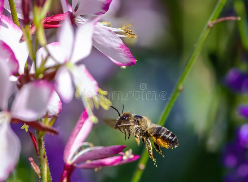 Bee Flying To an Indian Feather Flower Blossom Stock Photo - Image of ...