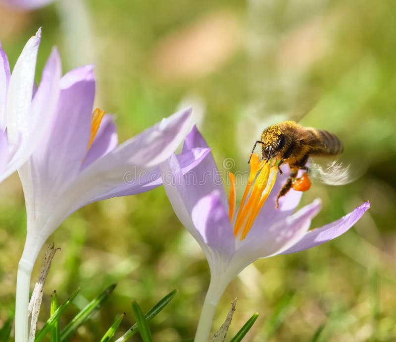 Bee Flying To a Purple Crocus Flower Blossom Stock Image - Image of ...