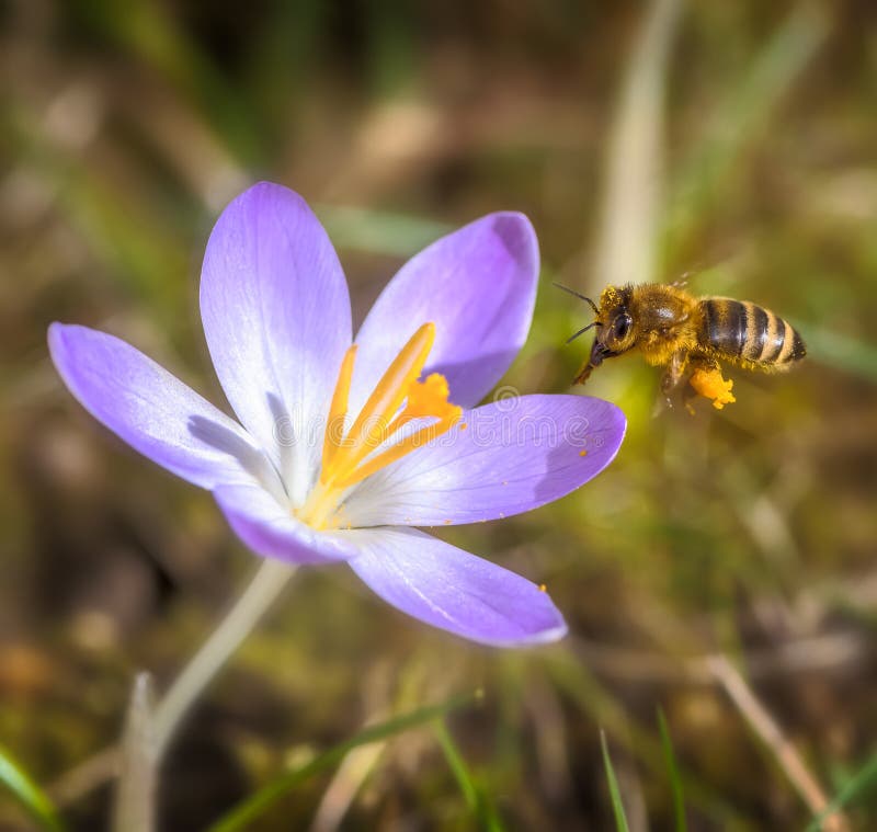 Bee Flying To a Purple Crocus Flower Blossom Stock Image - Image of ...