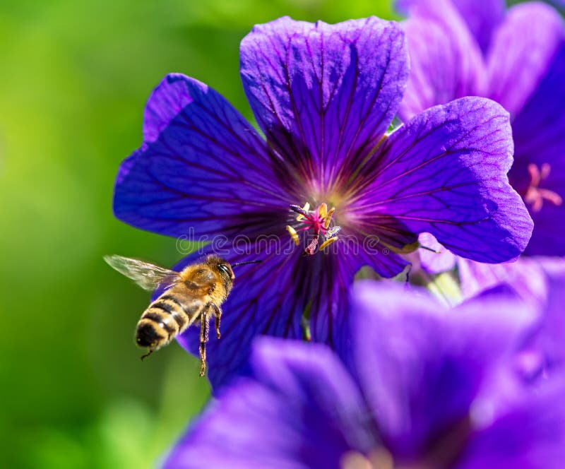 Bee Flying To a Purple Geranium Flower Blossom Stock Photo - Image of ...