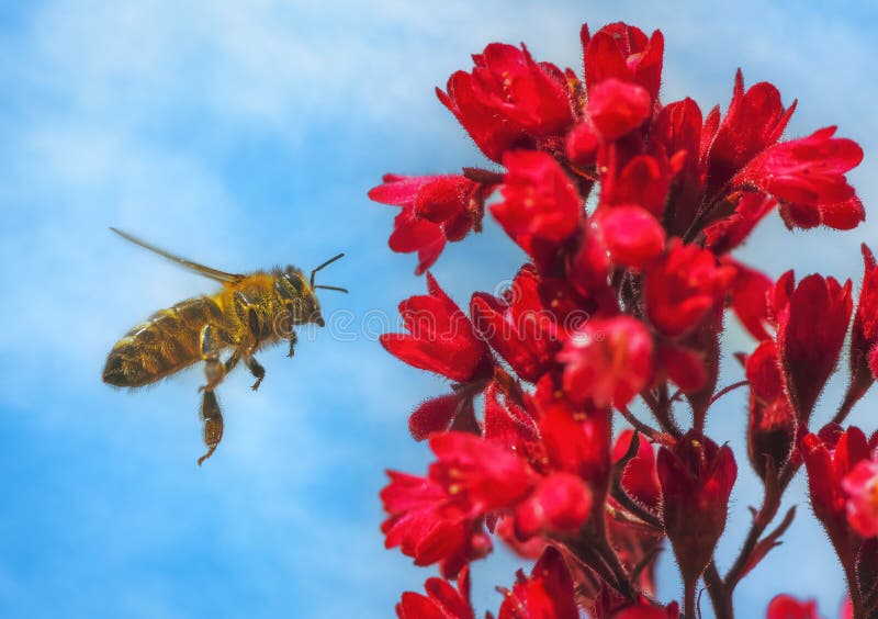 Bee Flying To a Red Heuchera Flower Stock Photo - Image of pollen ...