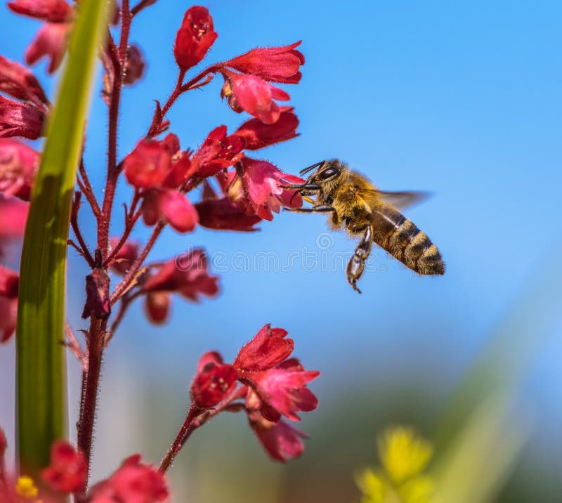 Bee Flying To a Red Heuchera Flower Stock Photo - Image of pollen ...
