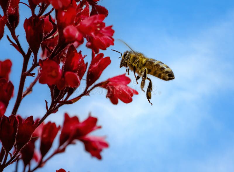 Bee Flying To a Red Heuchera Flower Stock Image - Image of pollen ...