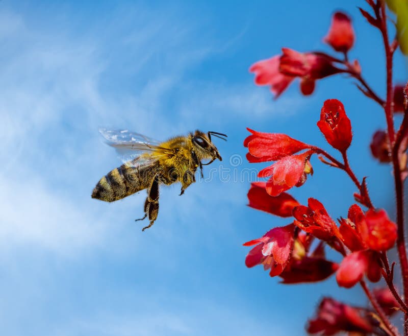 Bee Flying To a Red Heuchera Flower Stock Photo - Image of pollinator ...