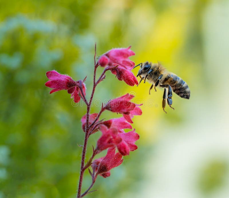 Bee Flying To a Red Heuchera Flower Stock Photo - Image of pollen ...