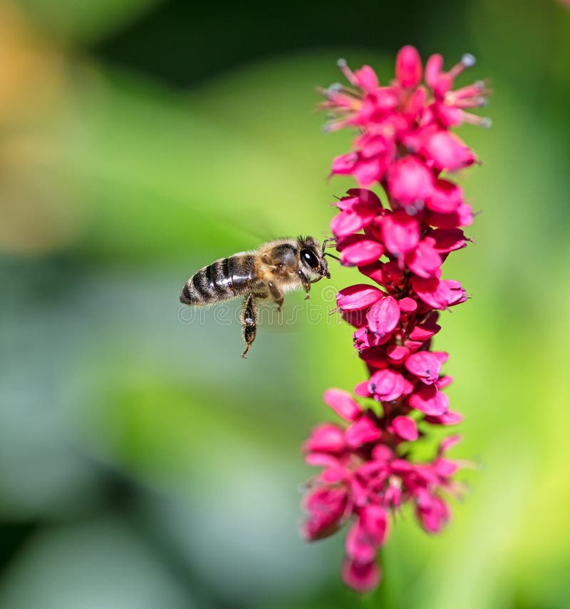 Bee Flying To a Red Knotweed Flower Stock Photo - Image of insect ...