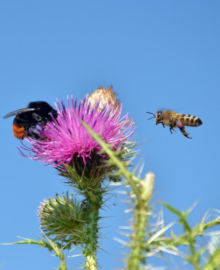 Bee flying to wild flower stock photo. Image of industrious - 42981010