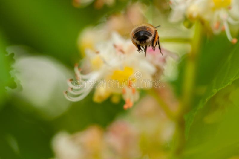 Flower, Flora, Insect, Nectar Picture. Image: 133773511