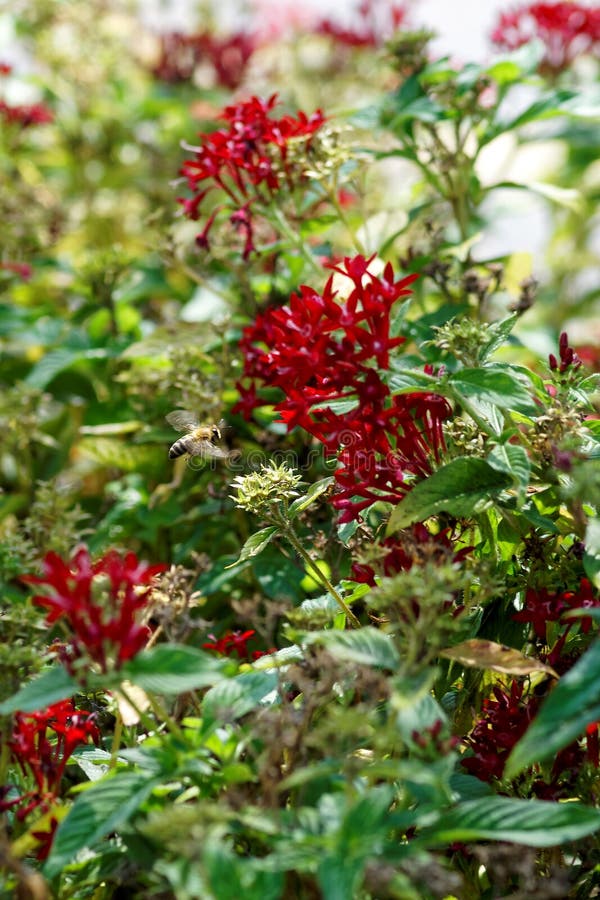 Bee Flying Towards Red Pentas Stock Image - Image of nature, clusters ...