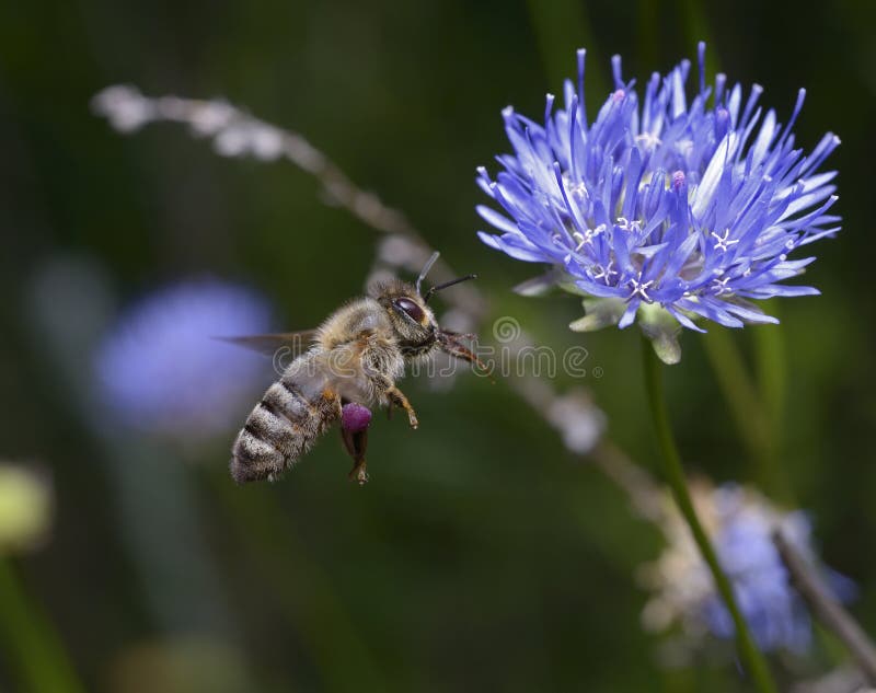 Bee Flying Up To a Blue Wild Flower To Feed Nectar, Flight Stock Image ...