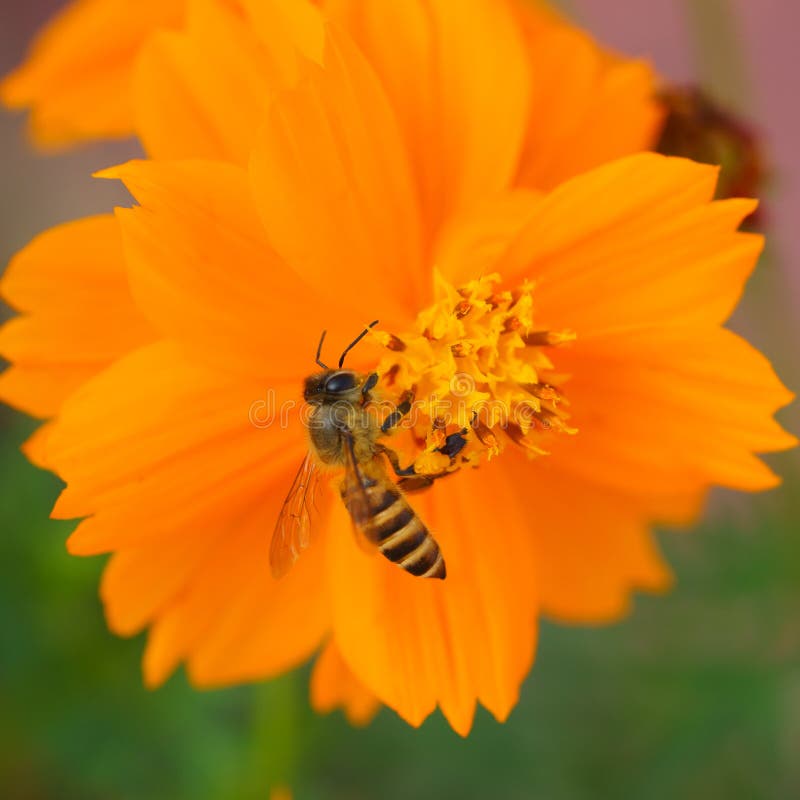 Bee forage stock photo. Image of plant, forage, flora - 59827480