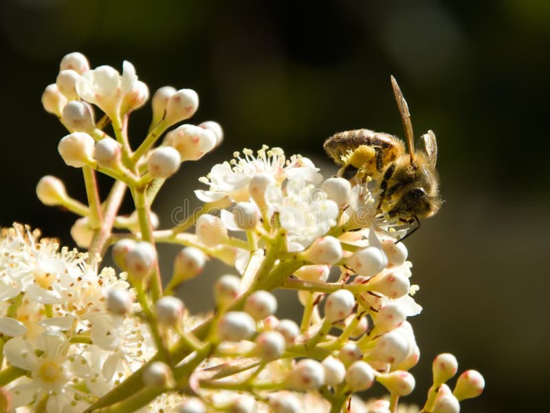 Bee Foraging stock photo. Image of forage, work, hive - 26805376