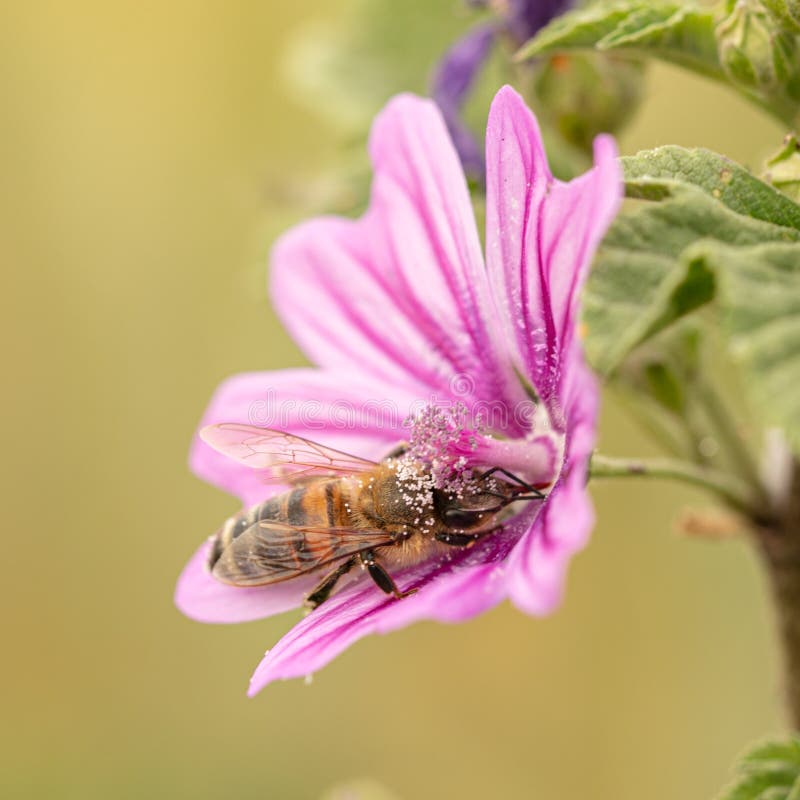 Bee Foraging in a Mallow Flower Stock Photo - Image of season, mallow ...