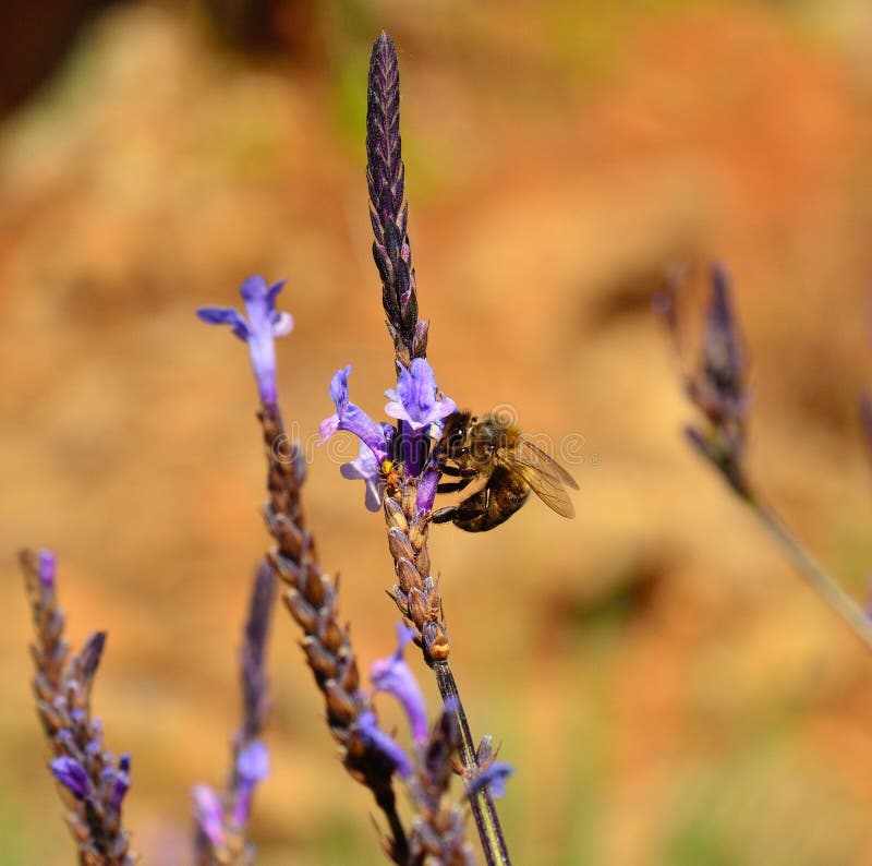 Bee Foraging on Small Wild Flowers Stock Photo - Image of apis ...