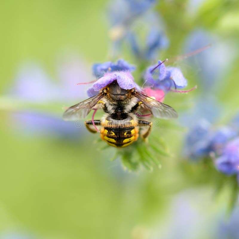 Bee Foraging stock photo. Image of wing, foraging, nature - 54677480