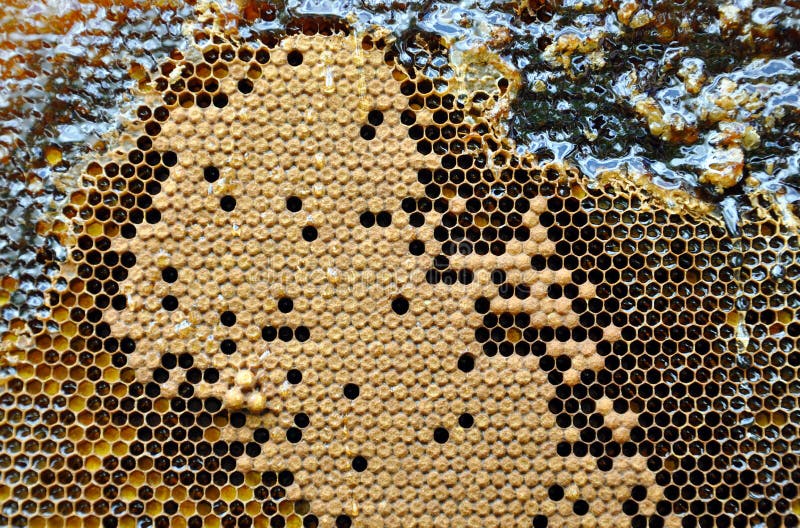 Bee frame with bees stock image. Image of yellow, honey - 35382109