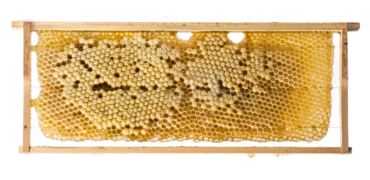 32,513 Bee Frame Stock Photos - Free & Royalty-Free Stock Photos from ...