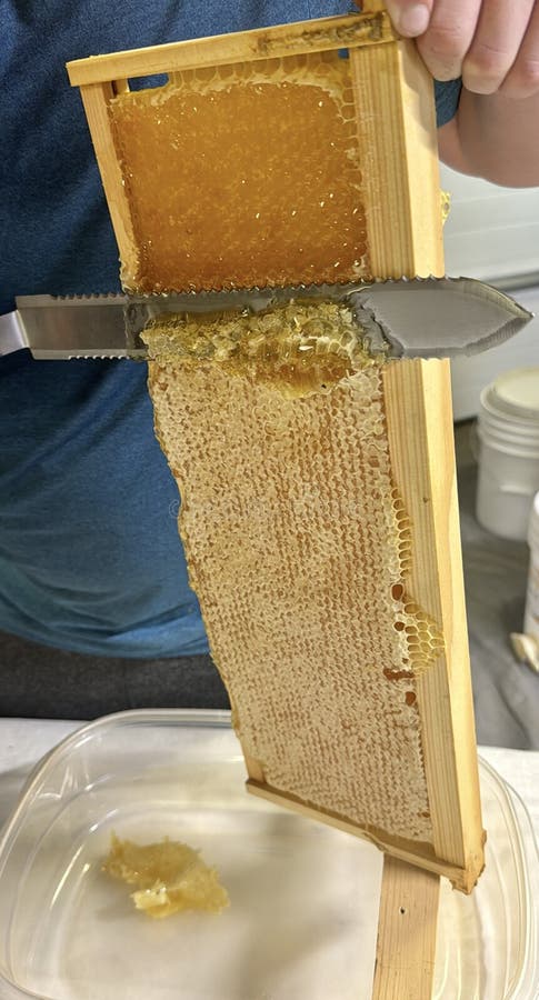 Bee Frame Full of Homey Being Uncapped for Harvesting Stock Photo ...