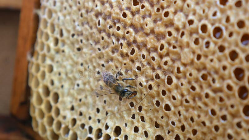 Honey Bee Brood, Honeycomb. Brood Care. the Birth of a Bee. Worker Bee ...