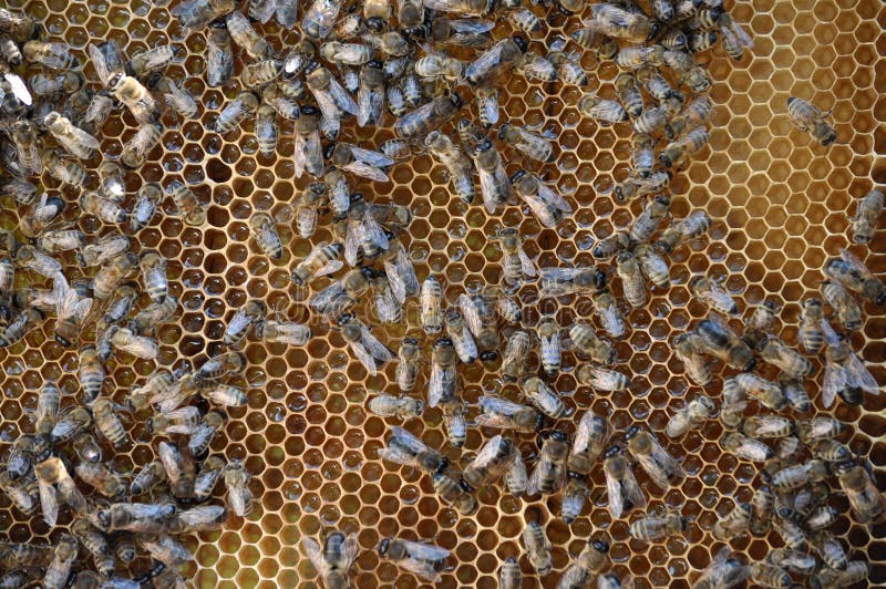 Bee Frame with Honey and Brood Stock Photo - Image of beekeeper ...