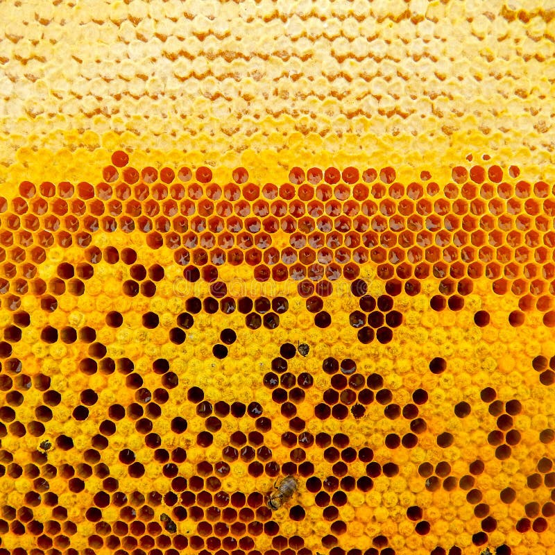 Bee Frame with Honey, Sealed Bees, Sealed Honey Stock Image - Image of ...