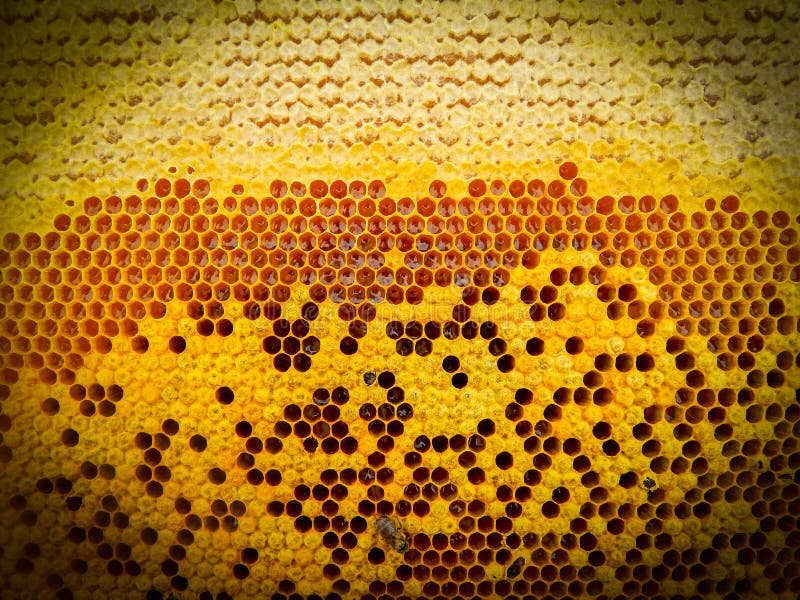 Bee Frame with Honey, Sealed Bees, Sealed Honey Stock Photo - Image of ...